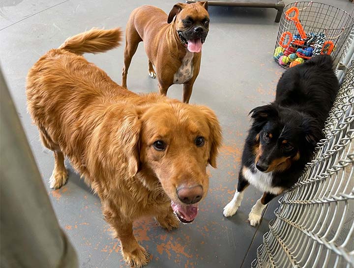 Pet Boarding Doggie Daycare Pet Boarding Doggie Daycare